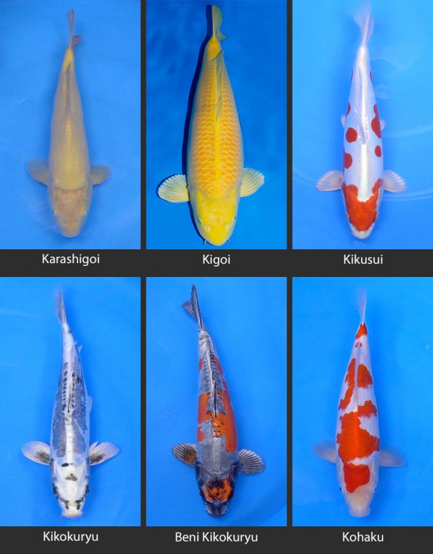 Koi Pre-Order – Sacramento Koi