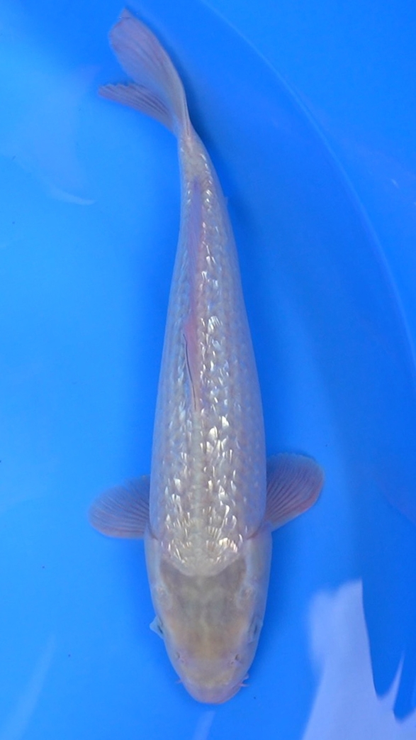 Soragoi - Sacramento Koi