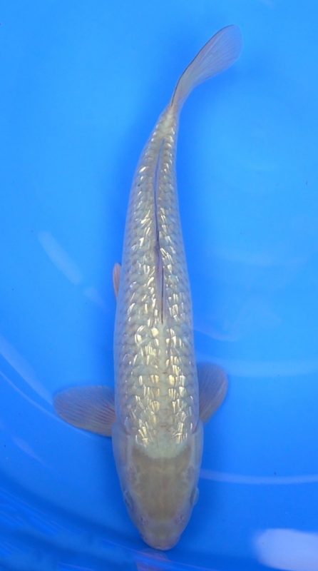 Soragoi - Sacramento Koi