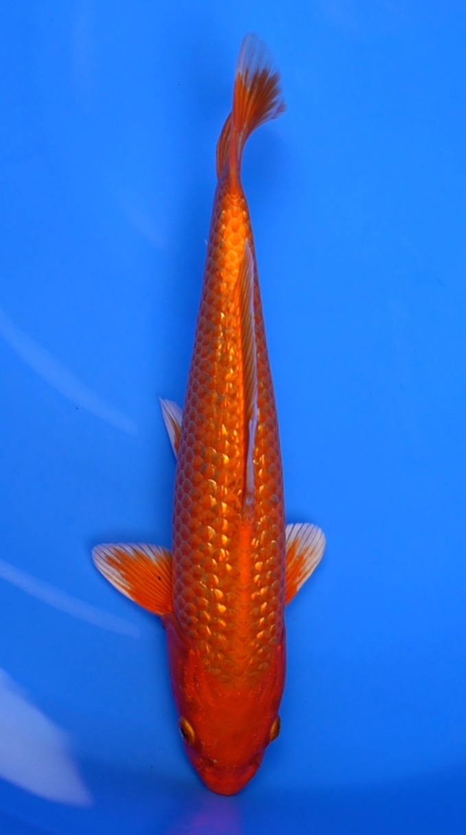 Orenji - Sacramento Koi