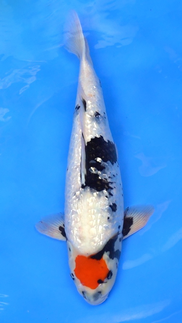 Tancho - Sacramento Koi