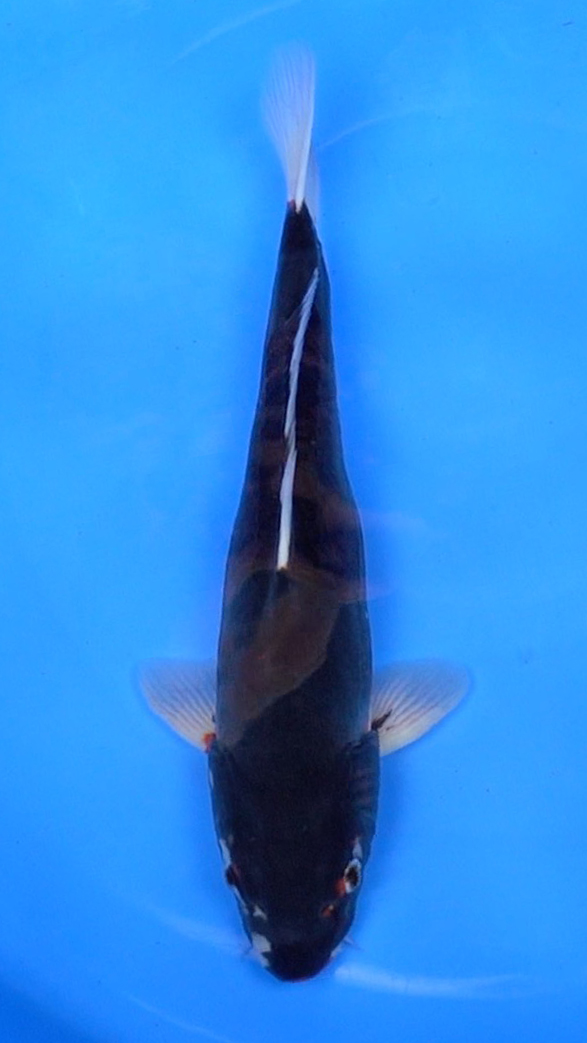 Kumonryu - Sacramento Koi