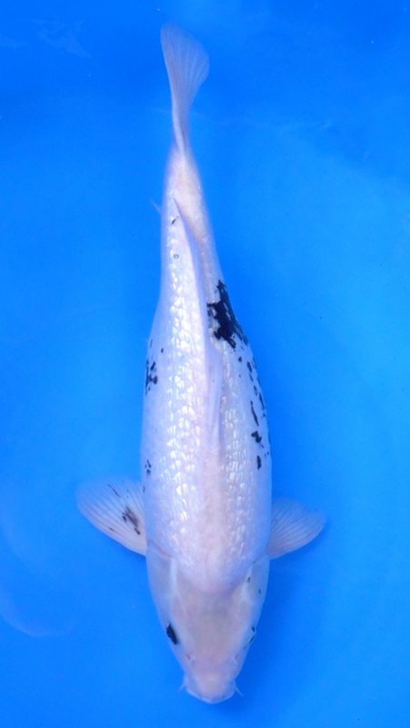 Matsukawabaki - Sacramento Koi