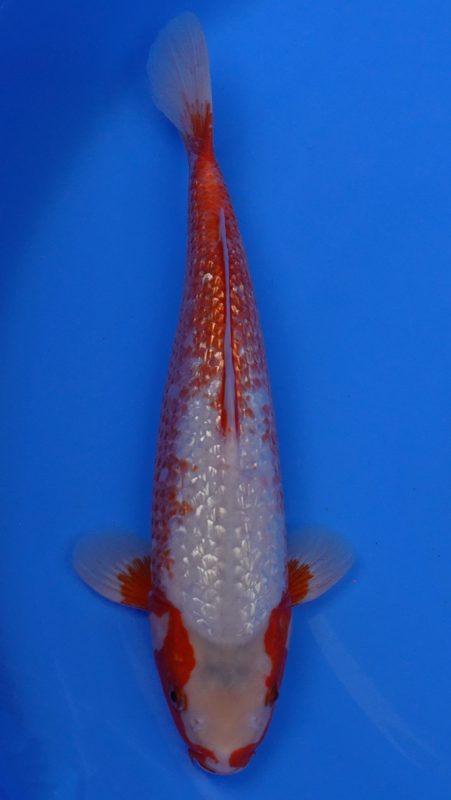 Gin Rin - Sacramento Koi