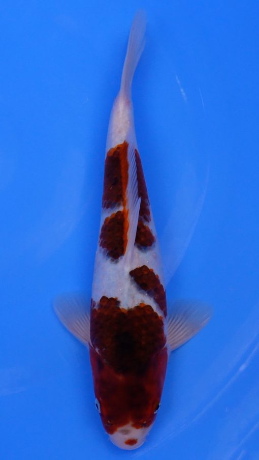 Breeder - Sacramento Koi
