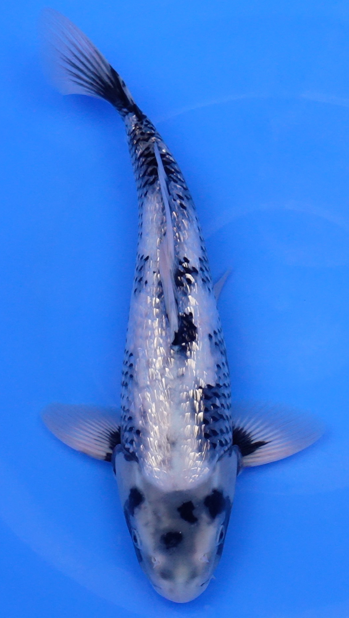 Hajiro - Sacramento Koi