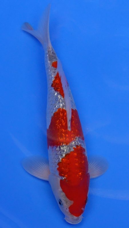 Gin Rin - Sacramento Koi