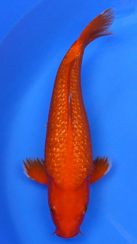 Gin Rin - Sacramento Koi