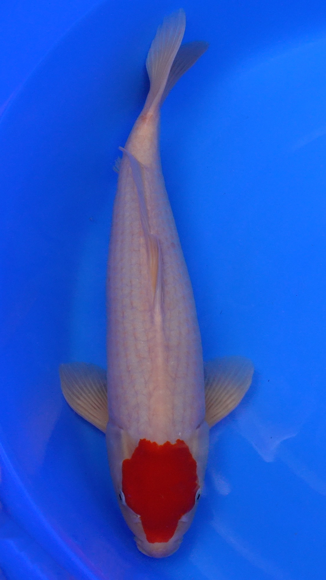 Tancho Koi Fish