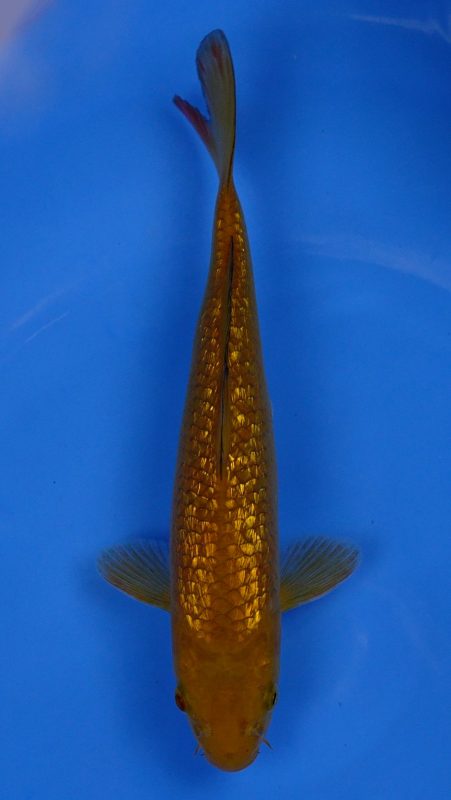 Gin Rin - Sacramento Koi