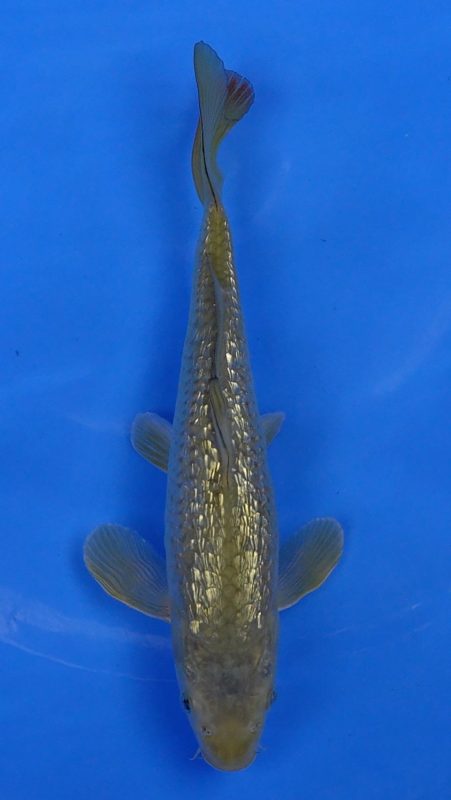 Gin Rin - Sacramento Koi