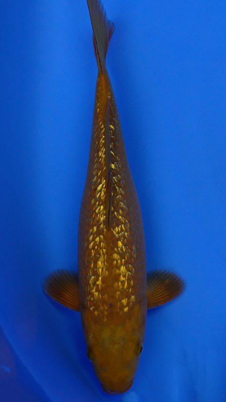 Gin Rin - Sacramento Koi