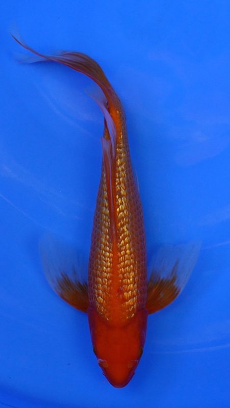 Gin Rin - Sacramento Koi