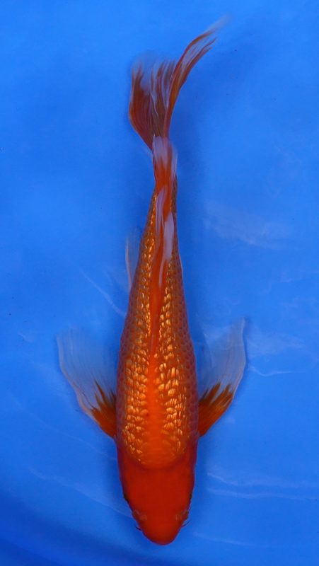 Gin Rin - Sacramento Koi