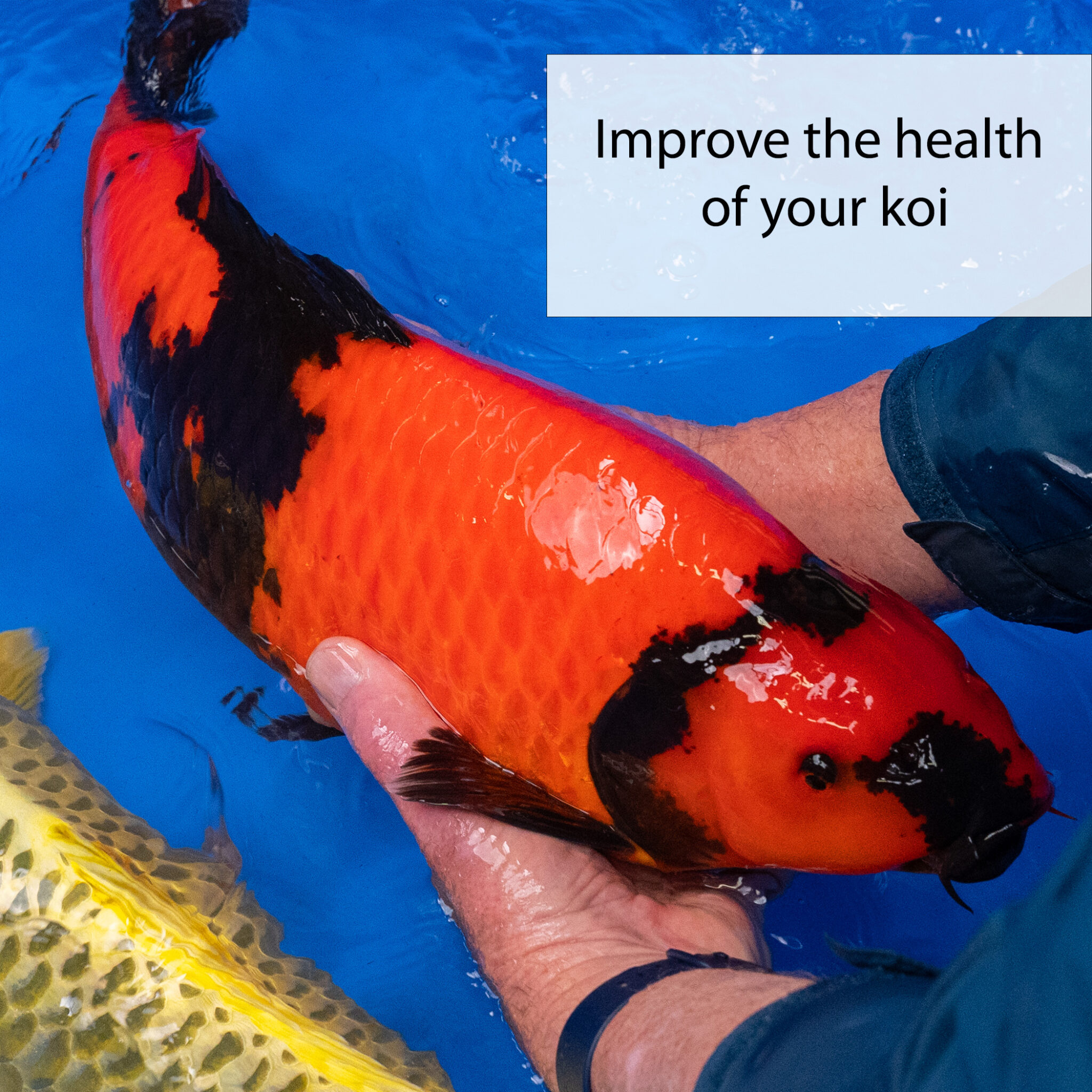 Advantage Oxygen System - Sacramento Koi