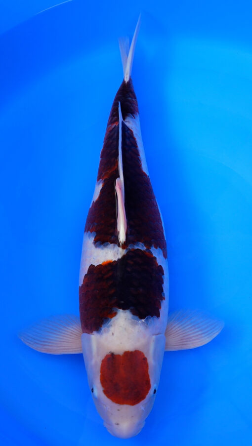 Koi 2024 – Sacramento Koi